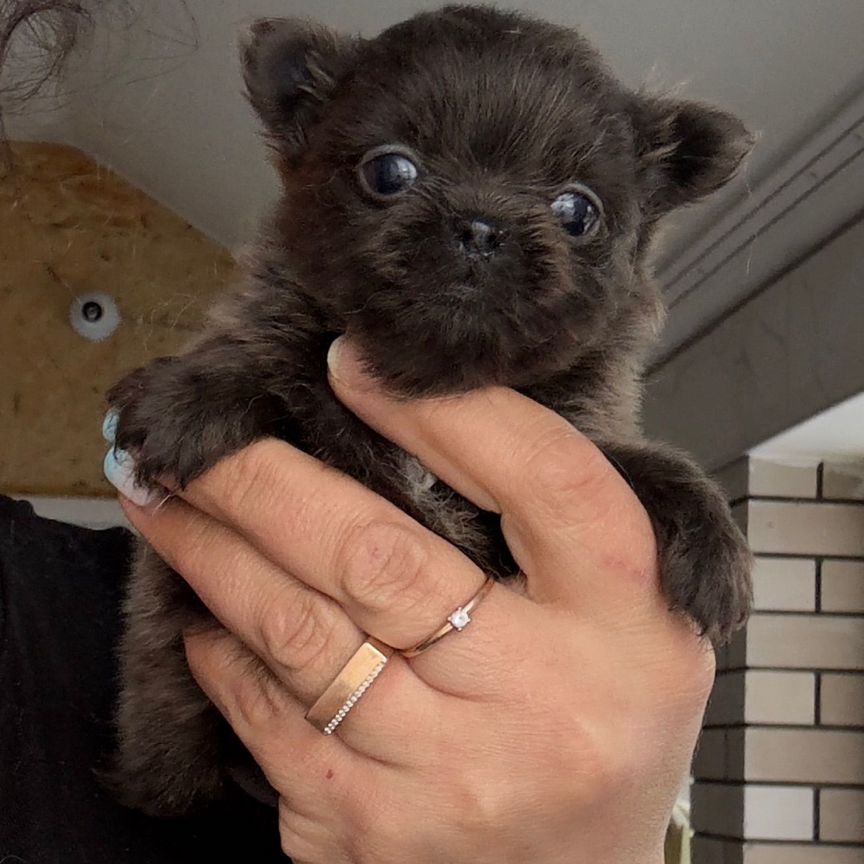 Чихуахуа, щенок