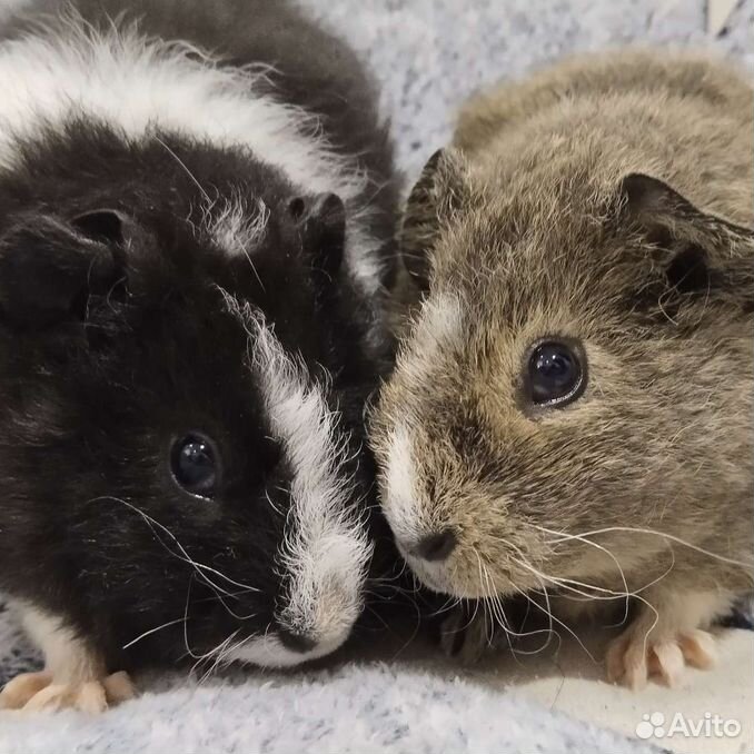 Морские свинки Тедди (малыши)