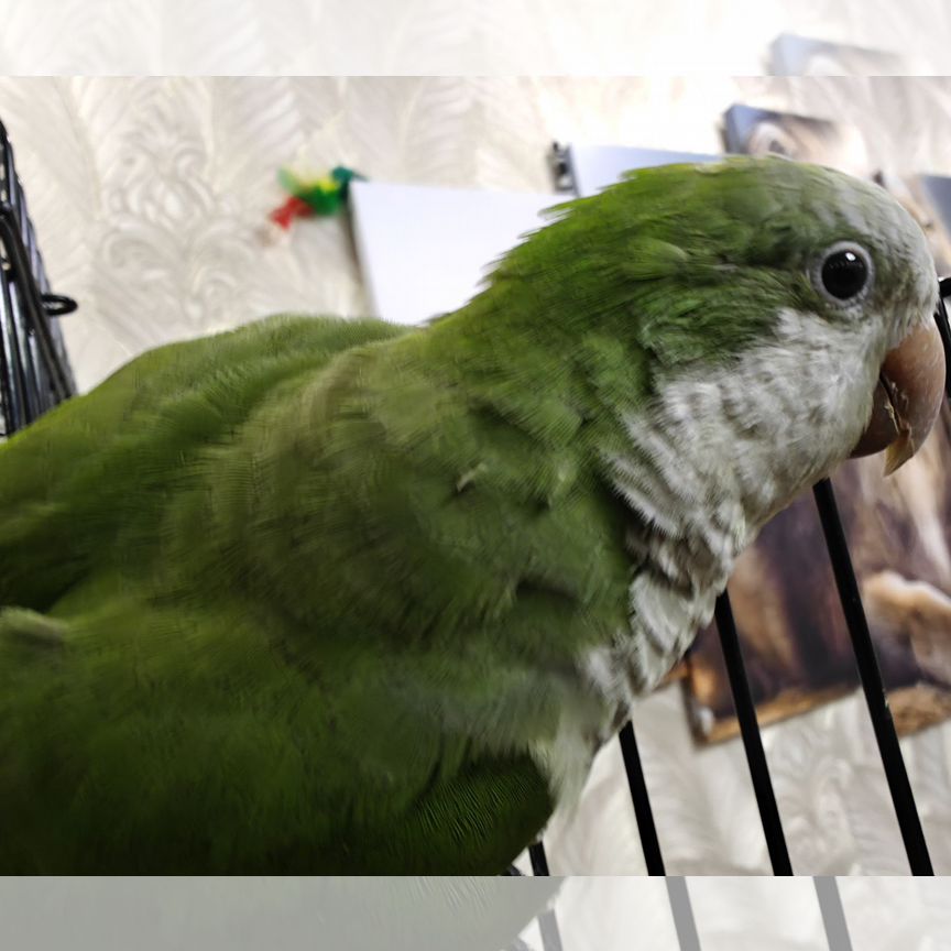 Попугай монах квакер