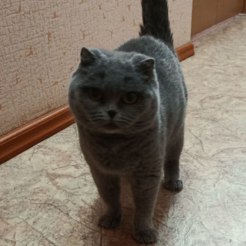 Британская короткошёрстная кошка, взрослая