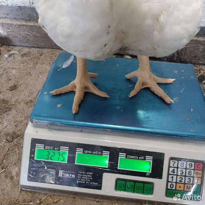 Броллер Кобб500 домашний живым весом. Самовывоз