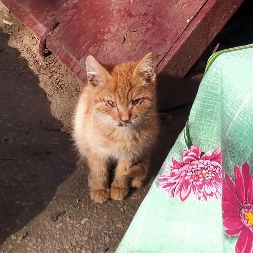 Помочь котенку