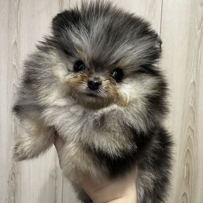 Померанский шпиц, щенок