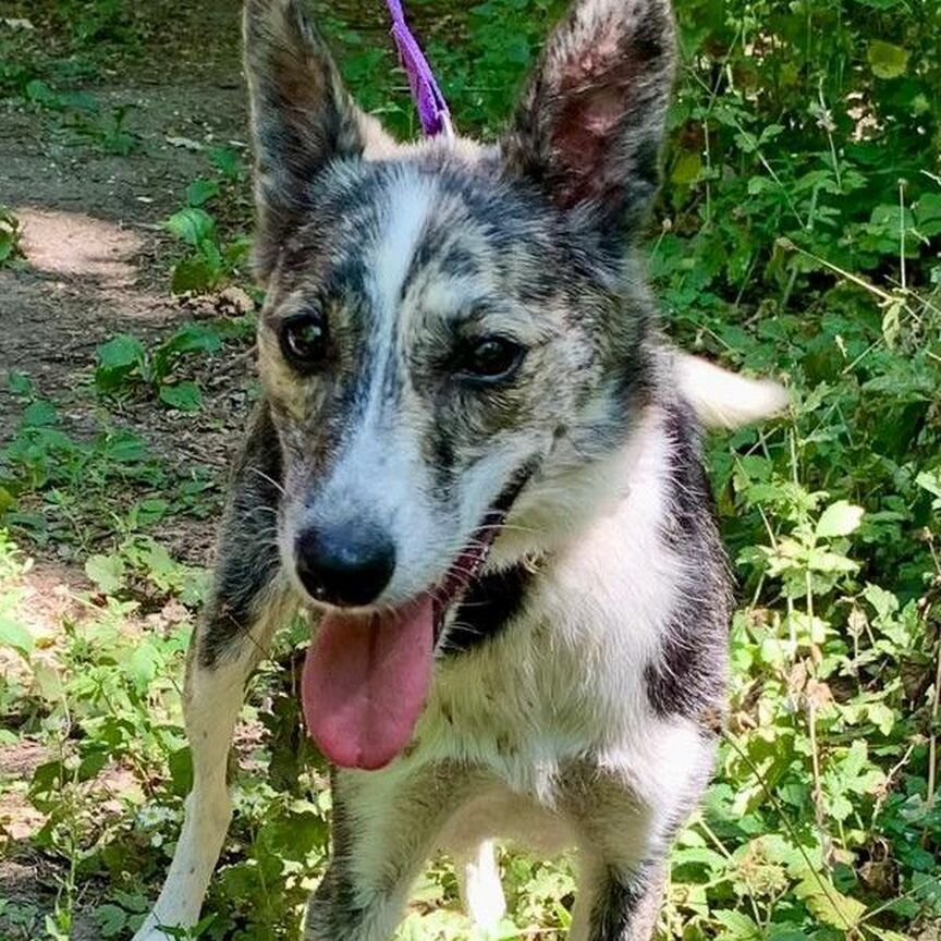 Девочка, очень хорошая по характеру, ищет дом