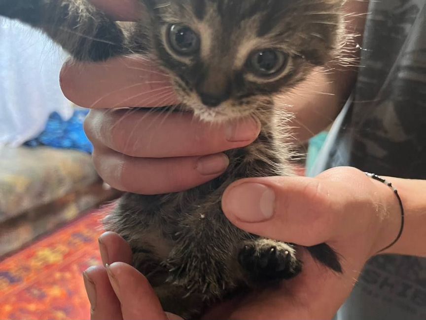 Котята в добрые руки, мальчики. Серый и темненький