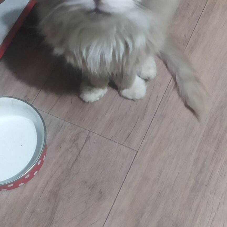 Кот вислоухий