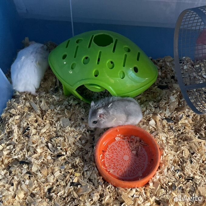 Хомяки джунгарики бесплатно