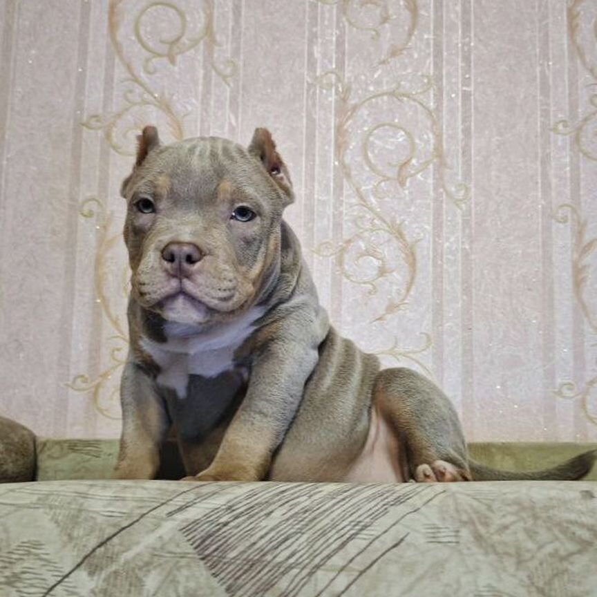 Щенки американского булли девочка