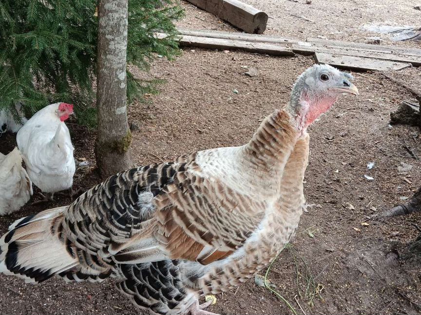 Индюки северокавказские, утки мускусные