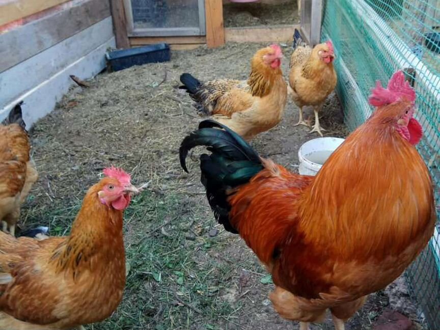 Семья Кучинская Юбилейная