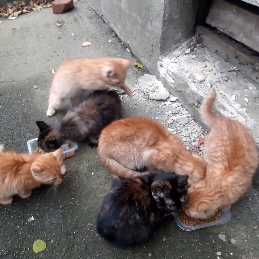 Солнечные коты