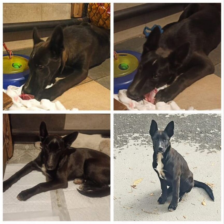 Собачка ищет хозяина