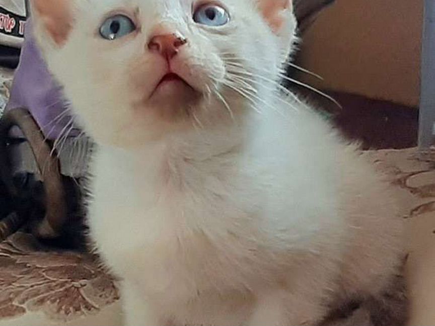 Котята