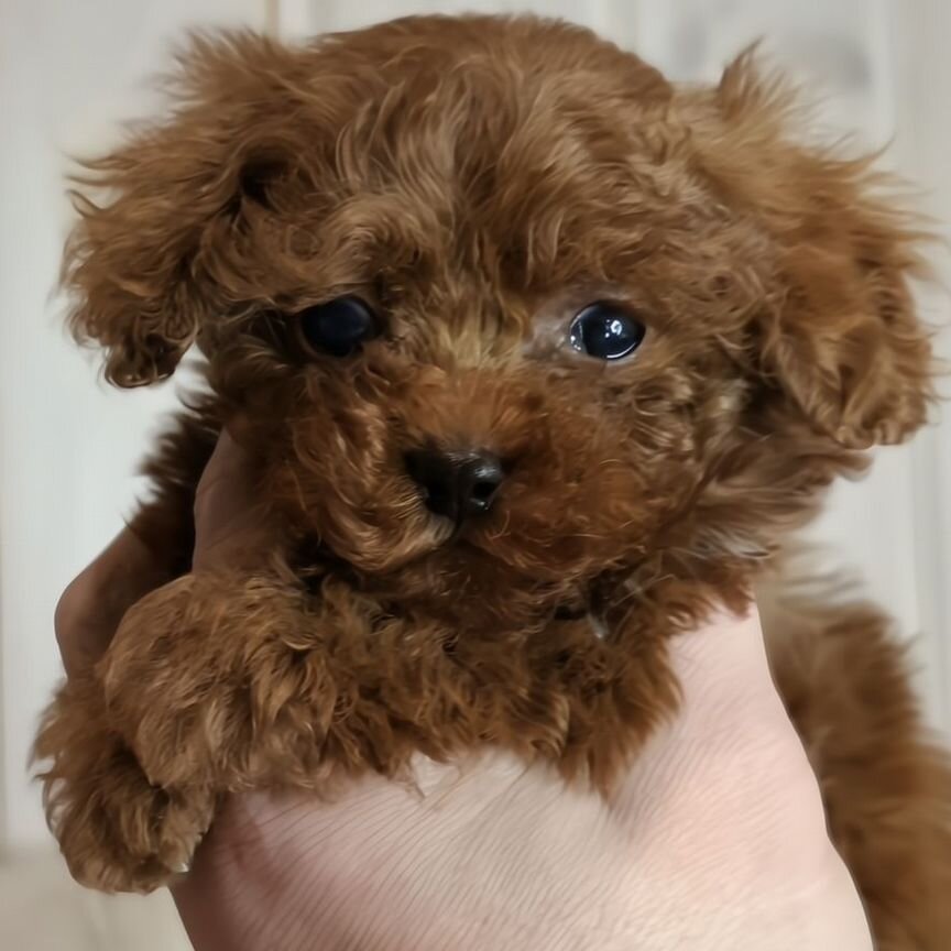 Той-пудель, щенок