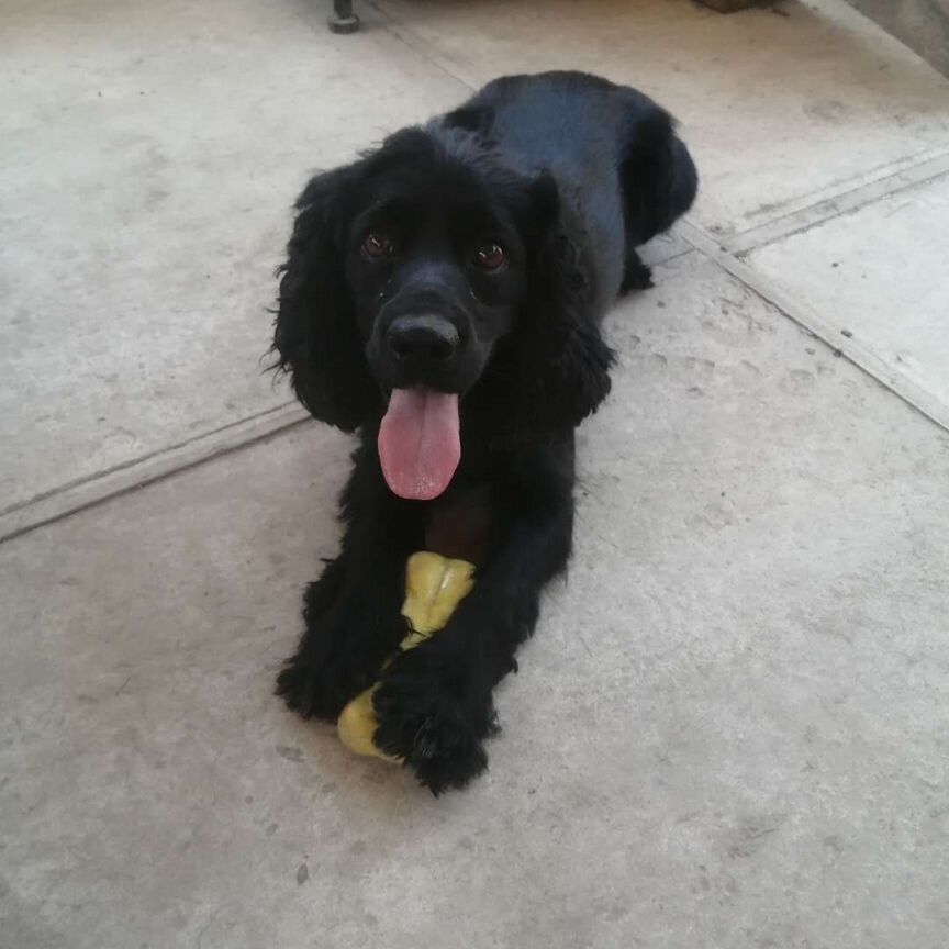 Собака вязка