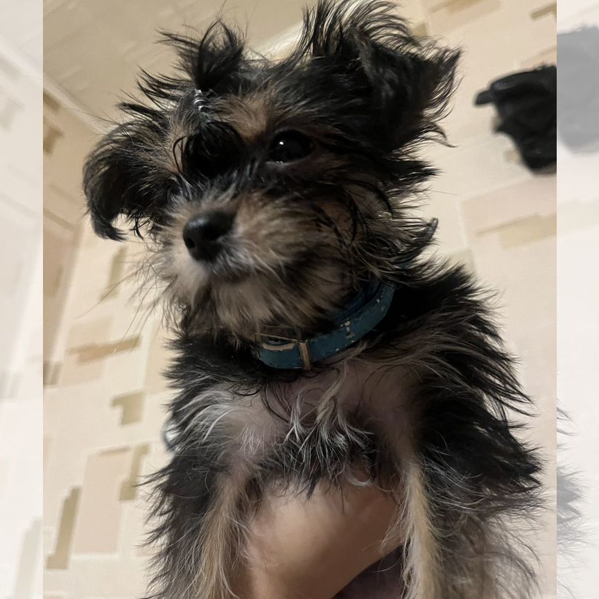 Йоркширский терьер