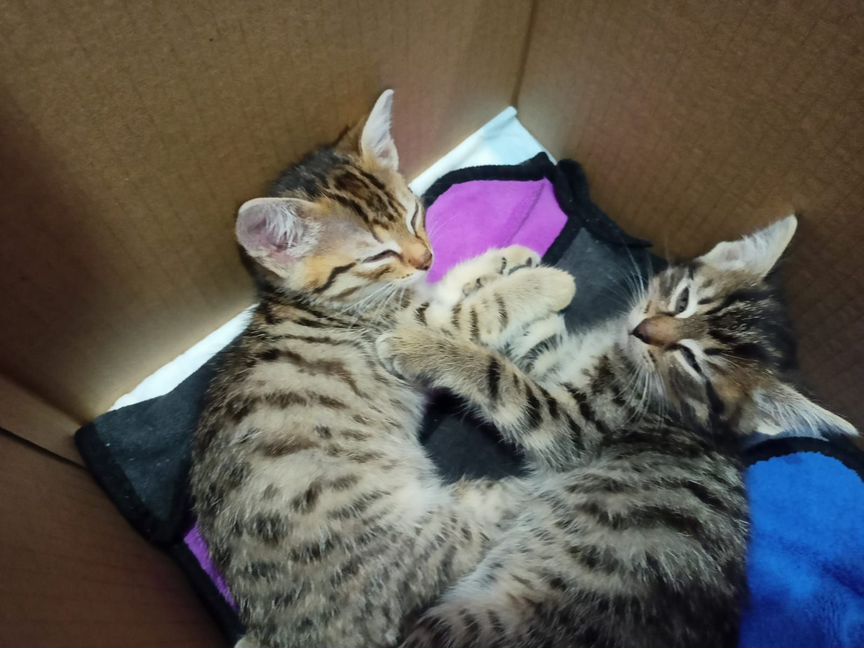 Котятки в добрые руки