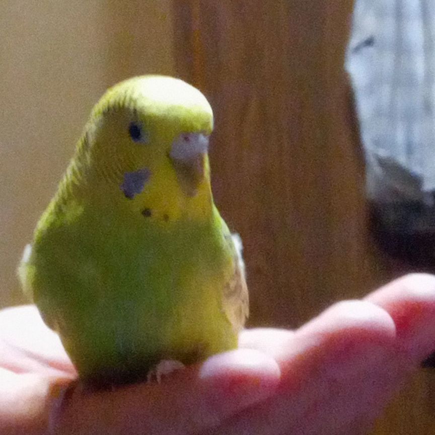 Волнистый попугай с клеткой