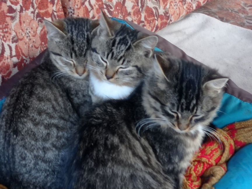 Котята в добрые руки бесплатно