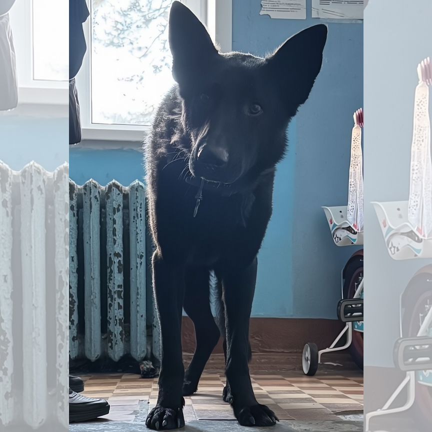 Бельгийская овчарка, взрослый пёс