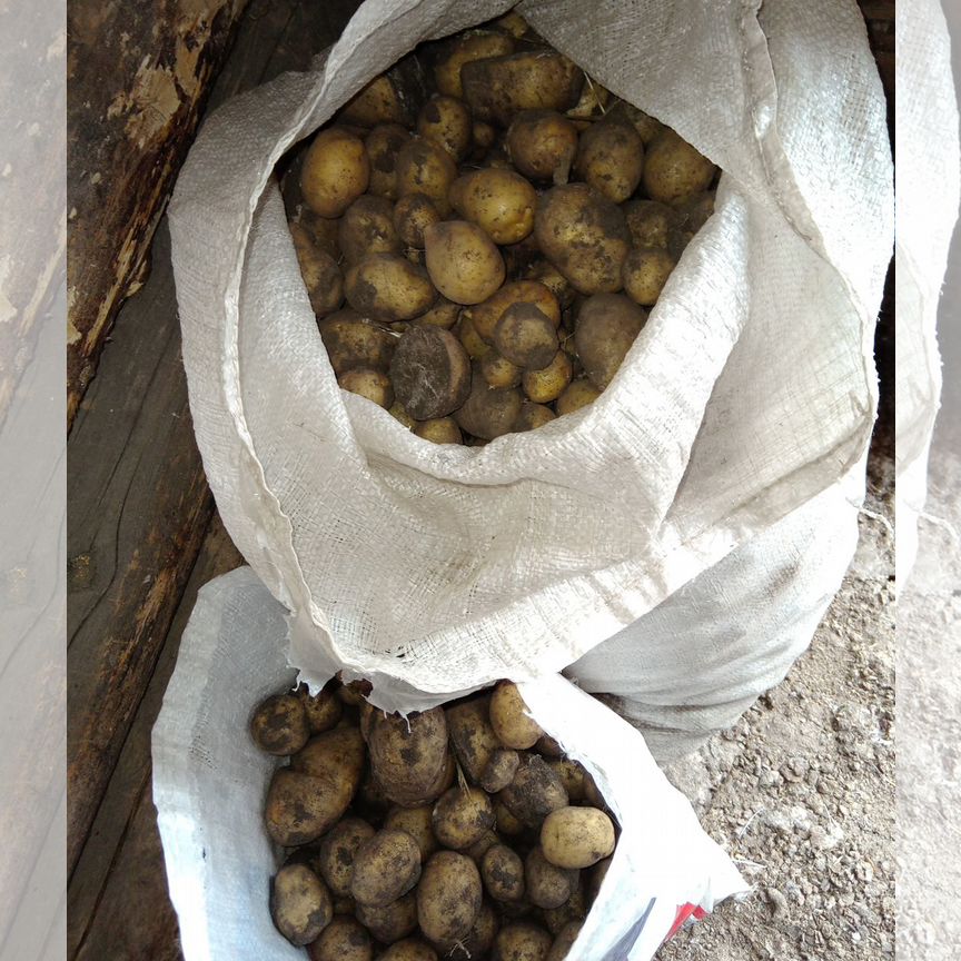 Картофель на корм животным