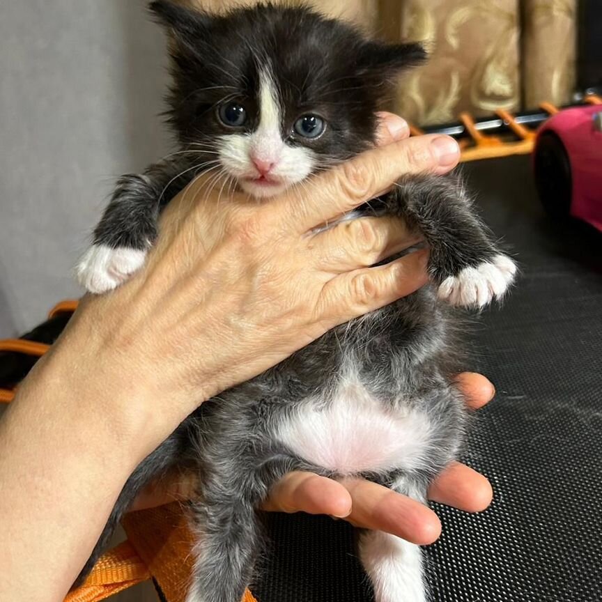 Котёнок мальчик