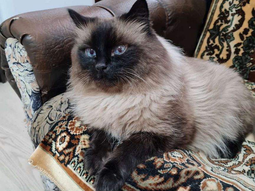 Кот на вязку Невский москарадный