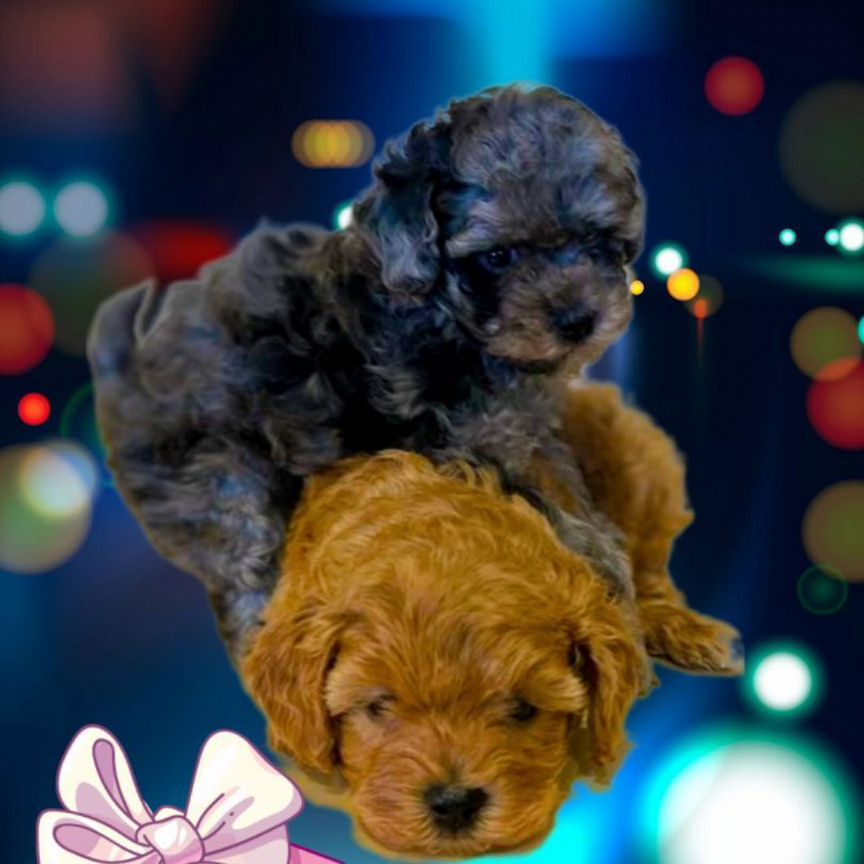 Цветные мальтипу