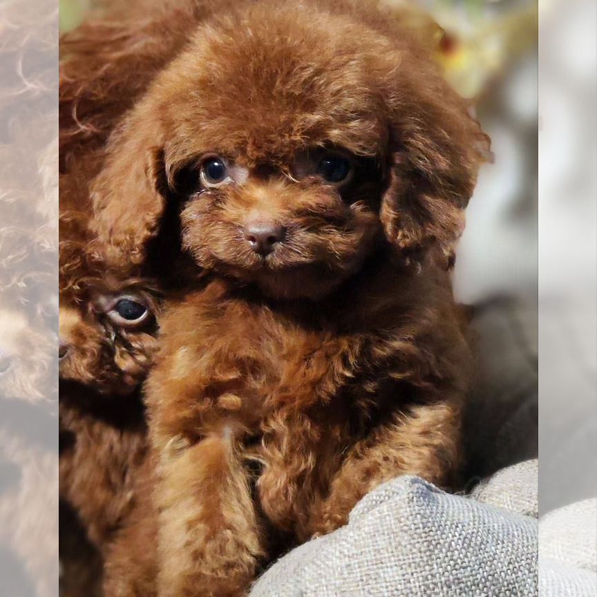 Пудель, щенок