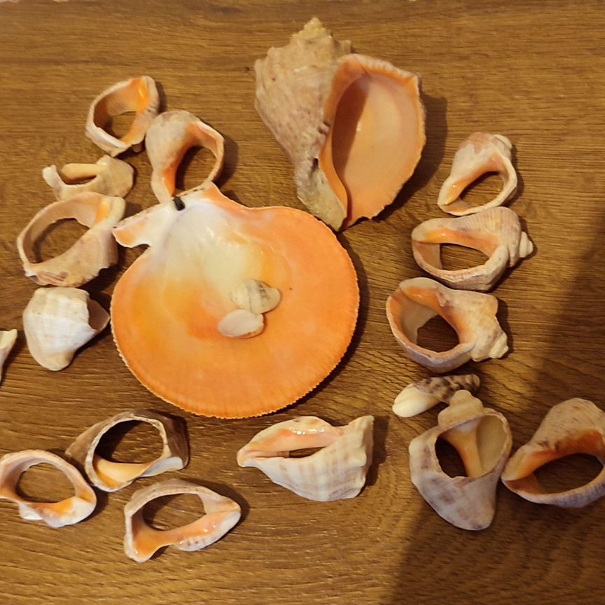 Морские ракушки раковины