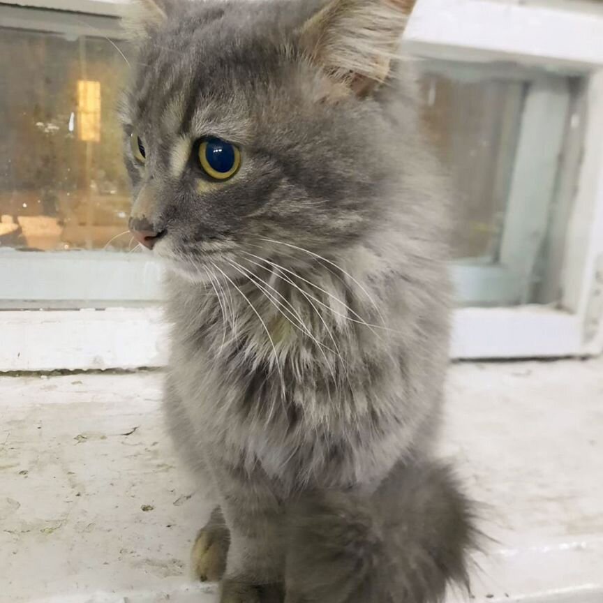 Выкинули молодого котика