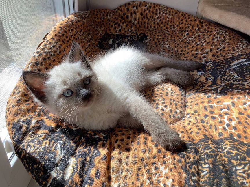 Сиамский котенок-девочка