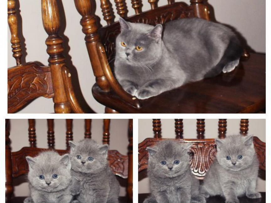 Британские котята