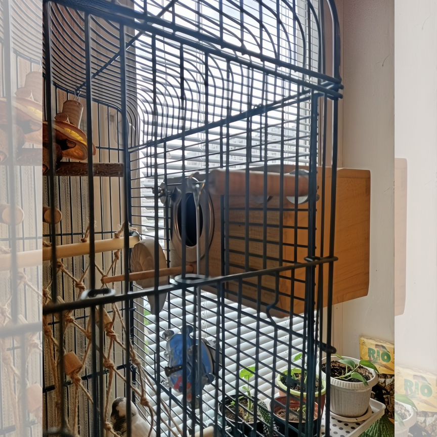 Продажа попугаев вместе с клеткой
