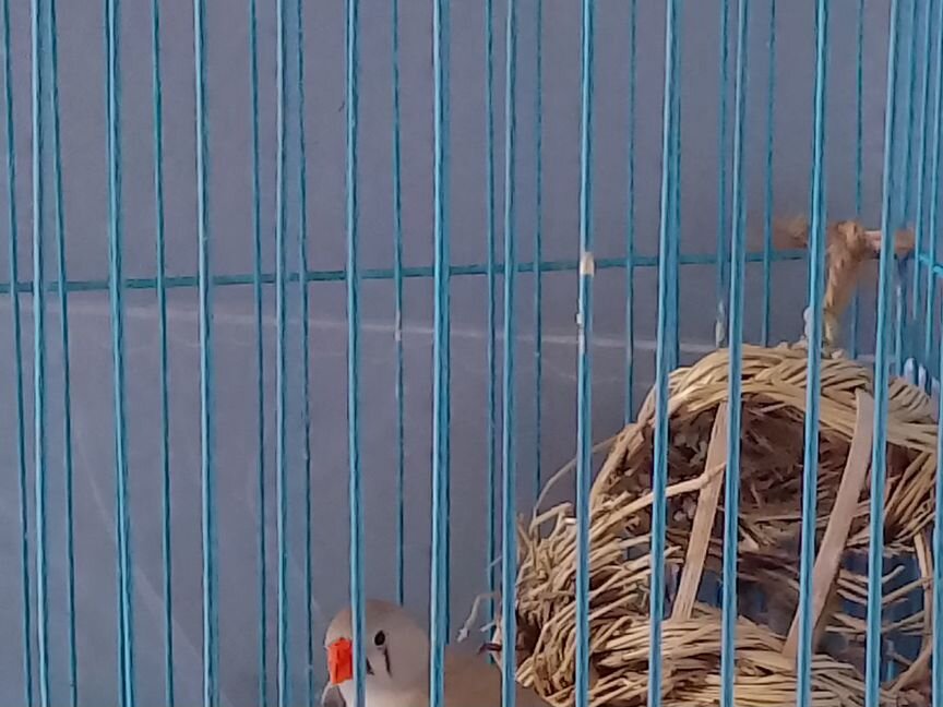 Забровый амадин самка