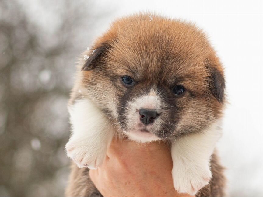 Очаровательные толстопопики