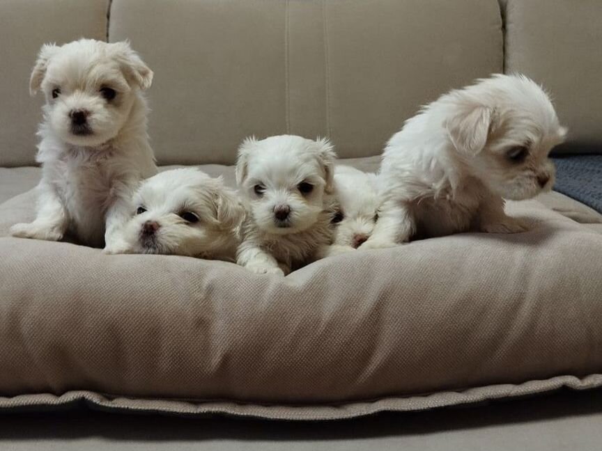 Мальтийская болонка, мальтезе