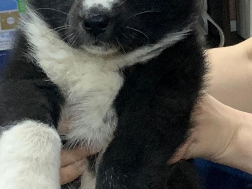 Щенок в добрые руки