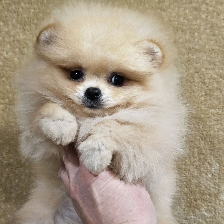 Кукольный мальчишка