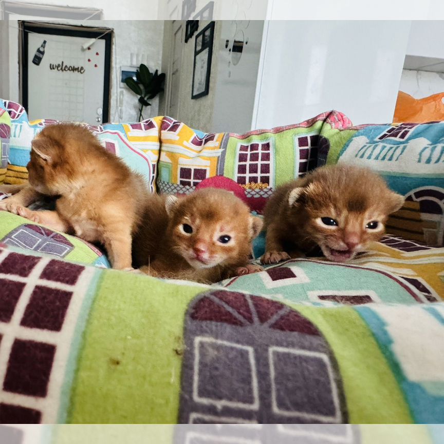 Абиссинский котёнок