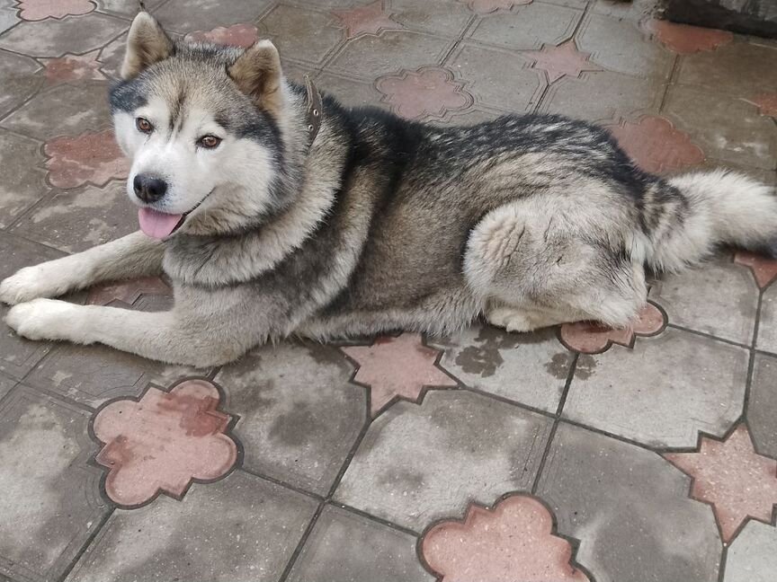 Аляскинский маламут