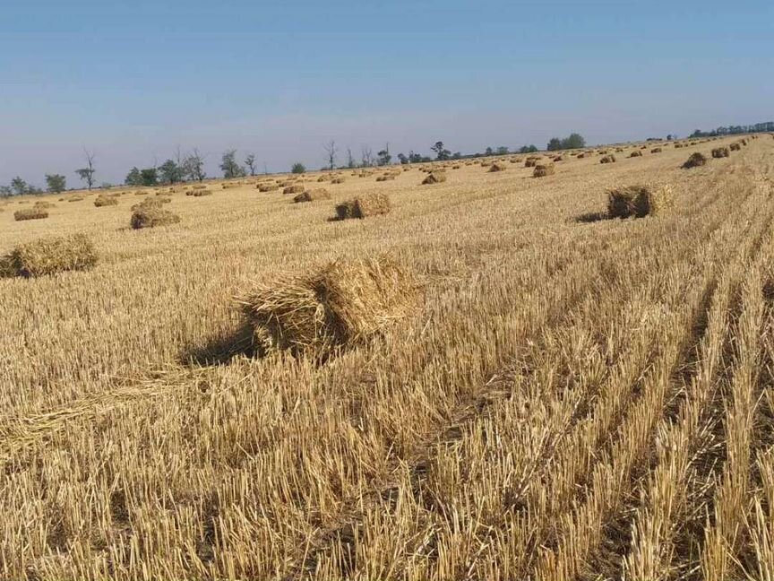 Скоро будет солома пшеничная