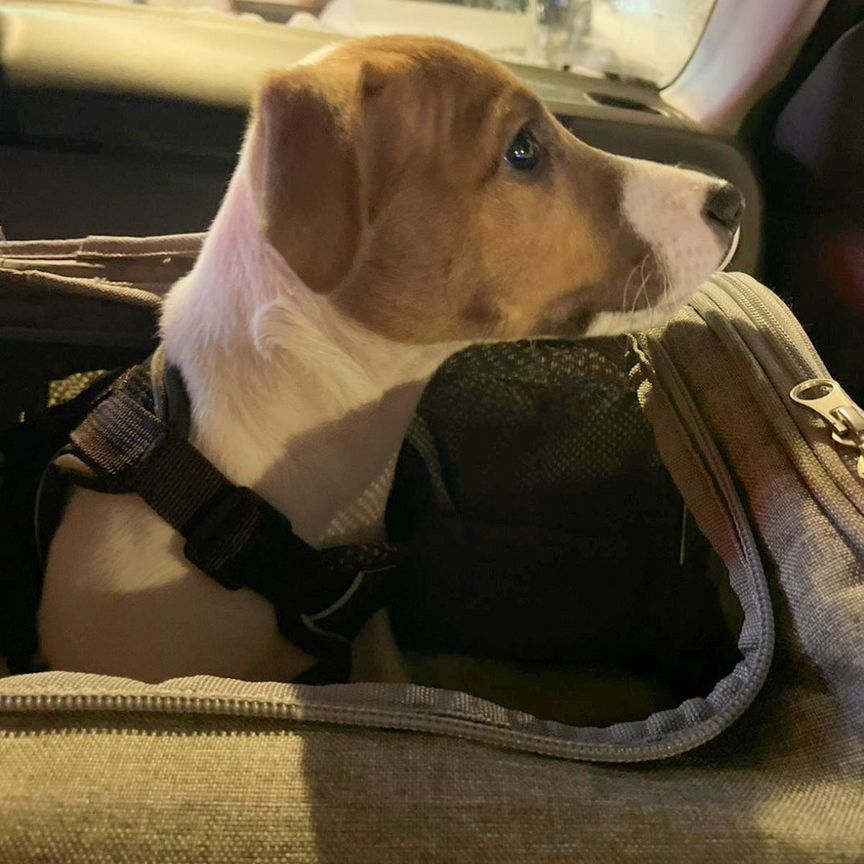 Джек рассел терьер