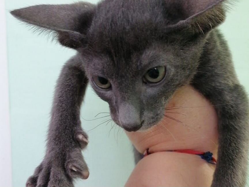 Ориентальные котята