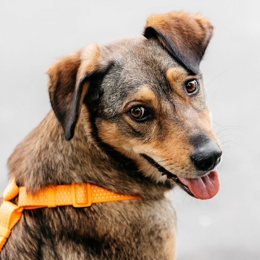 Чапа ищет дом