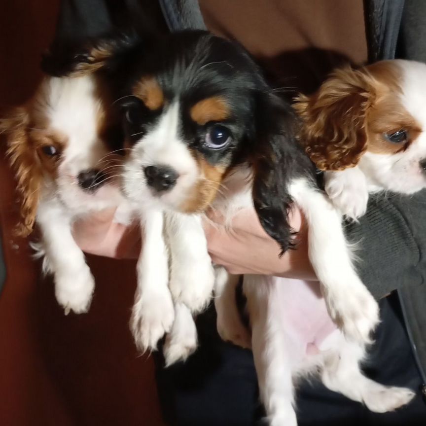 Кавалер кинг-чарльз-спаниель, щенок