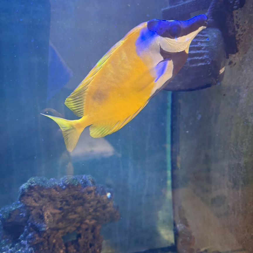 Морские рыбы