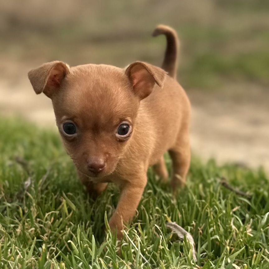 Мини той-терьер щенки