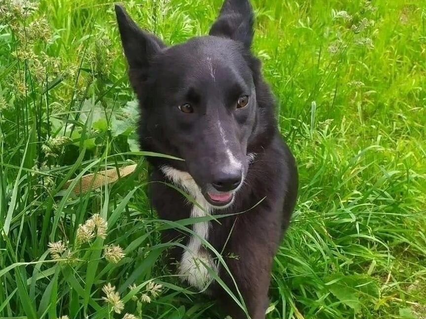 Шейла маленькая собачка