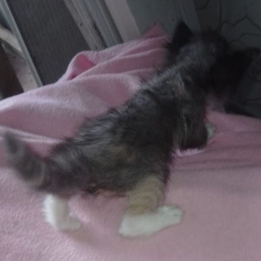 Котенок